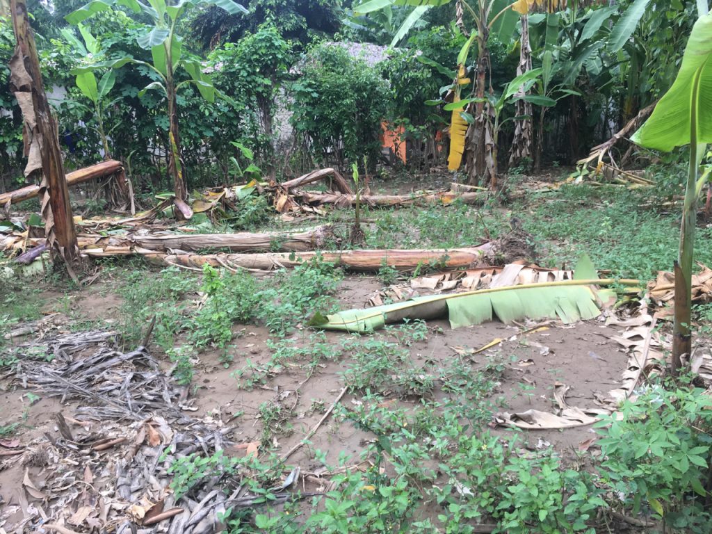 Helping Banana Farmers Replant - Haitian Christian Outreach